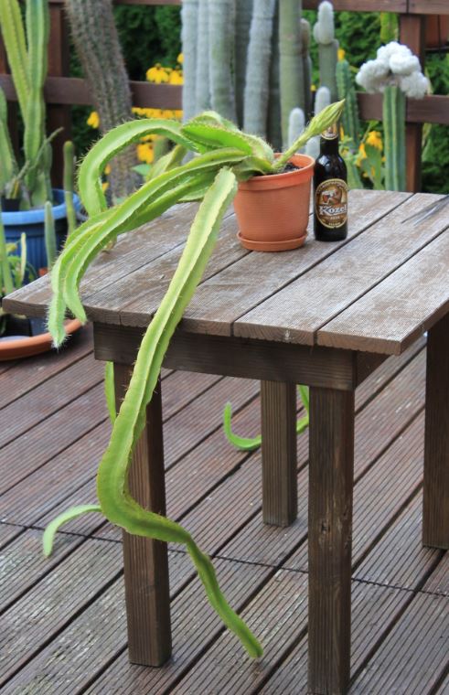 Selenicereus (Strophocactus) testudo, Dog tail cactus